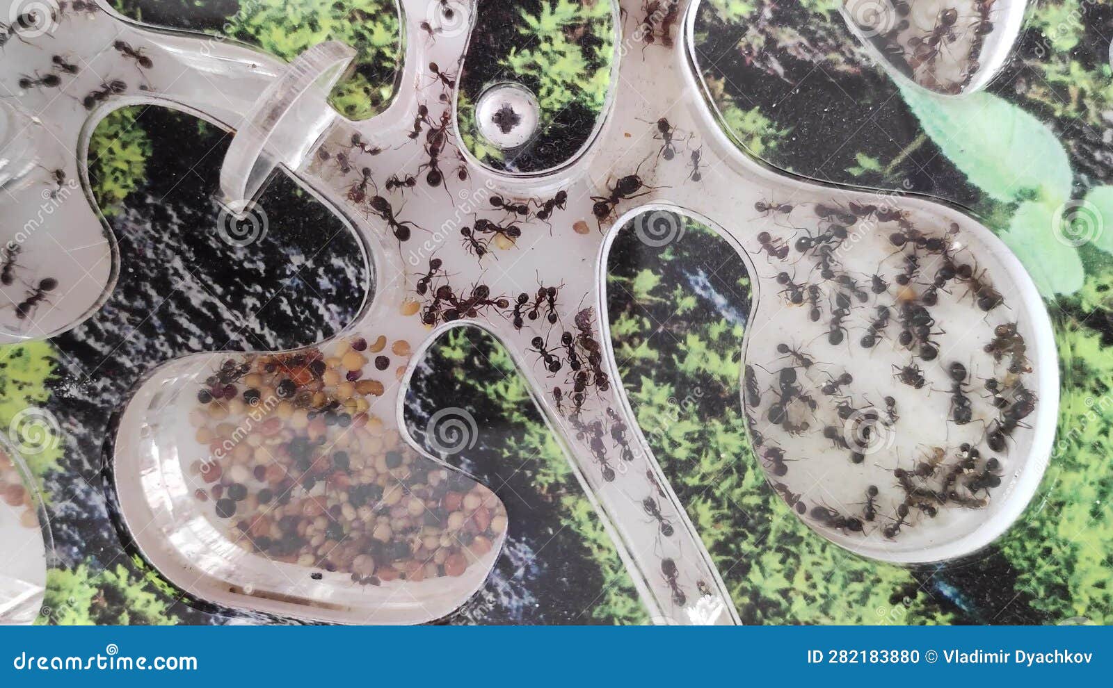 Ant reapers stock footage. Video of entomology, container - 282183880