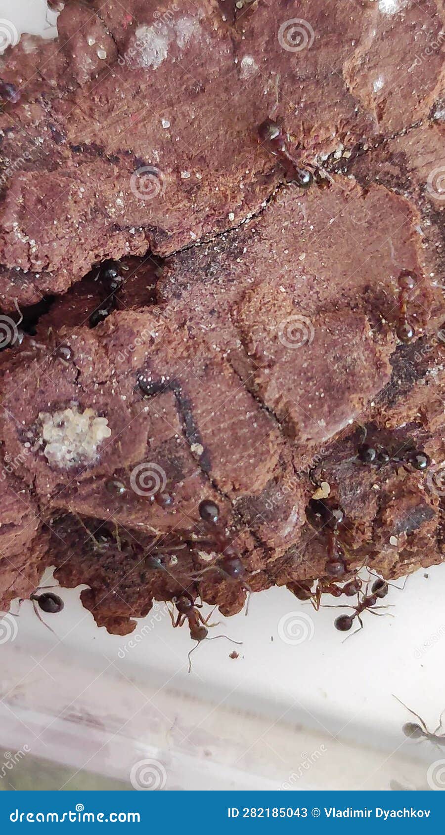 Ant reapers stock video. Video of formicarium, colony - 282185043