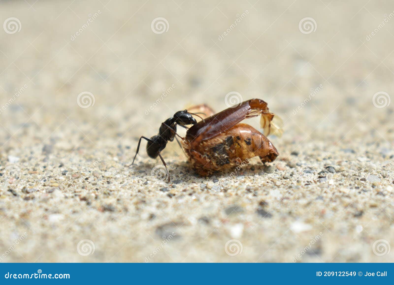 Ant Recovering the Shell of a Cicada Stock Image - Image of recovering ...
