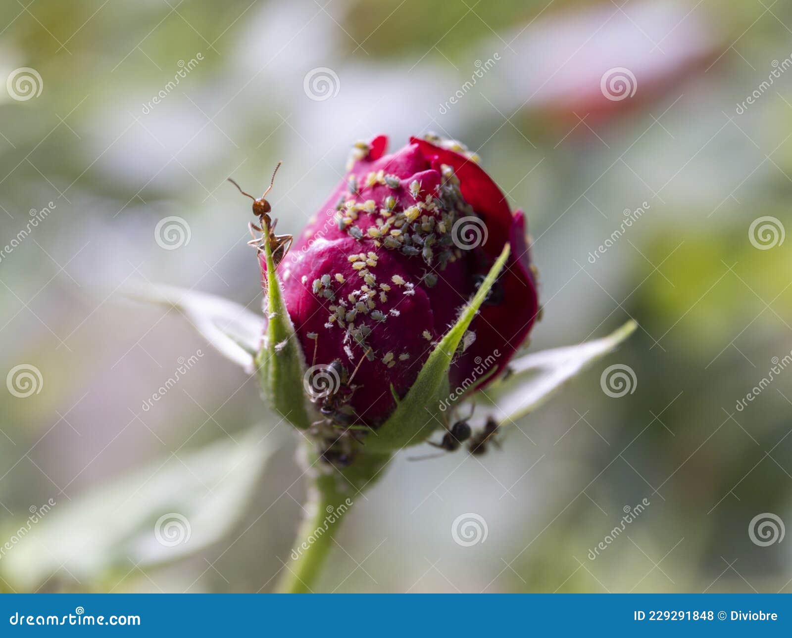 Ant on the Red Roses Leaf, Macro Close Up Stock Photo - Image of insect ...