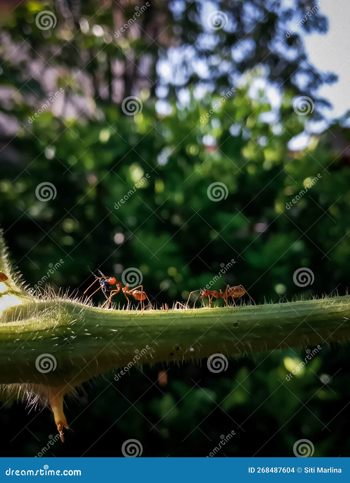 Ant. Red Ant. Two Red Ants. Red Ants are Walking on the Pumpkin Tree ...