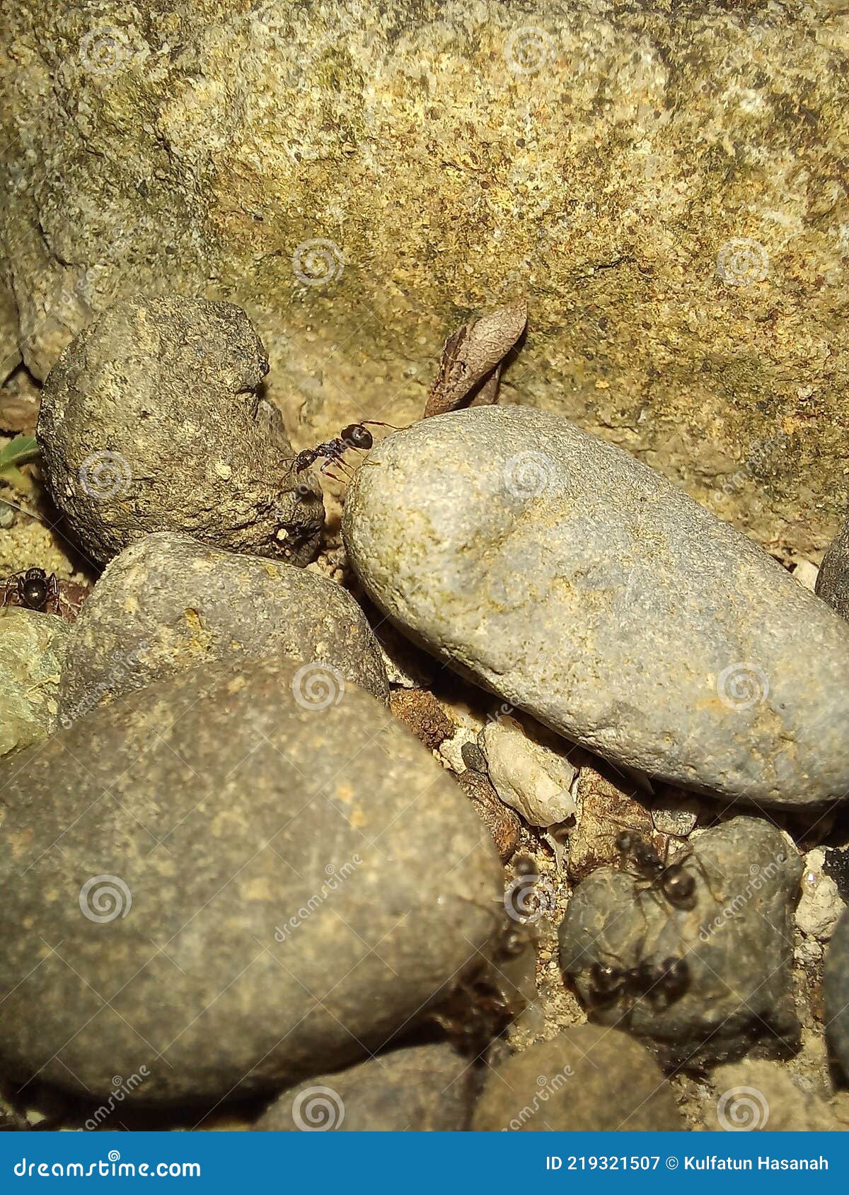 The ant stock image. Image of brown, rock, gravel, bunch - 219321507