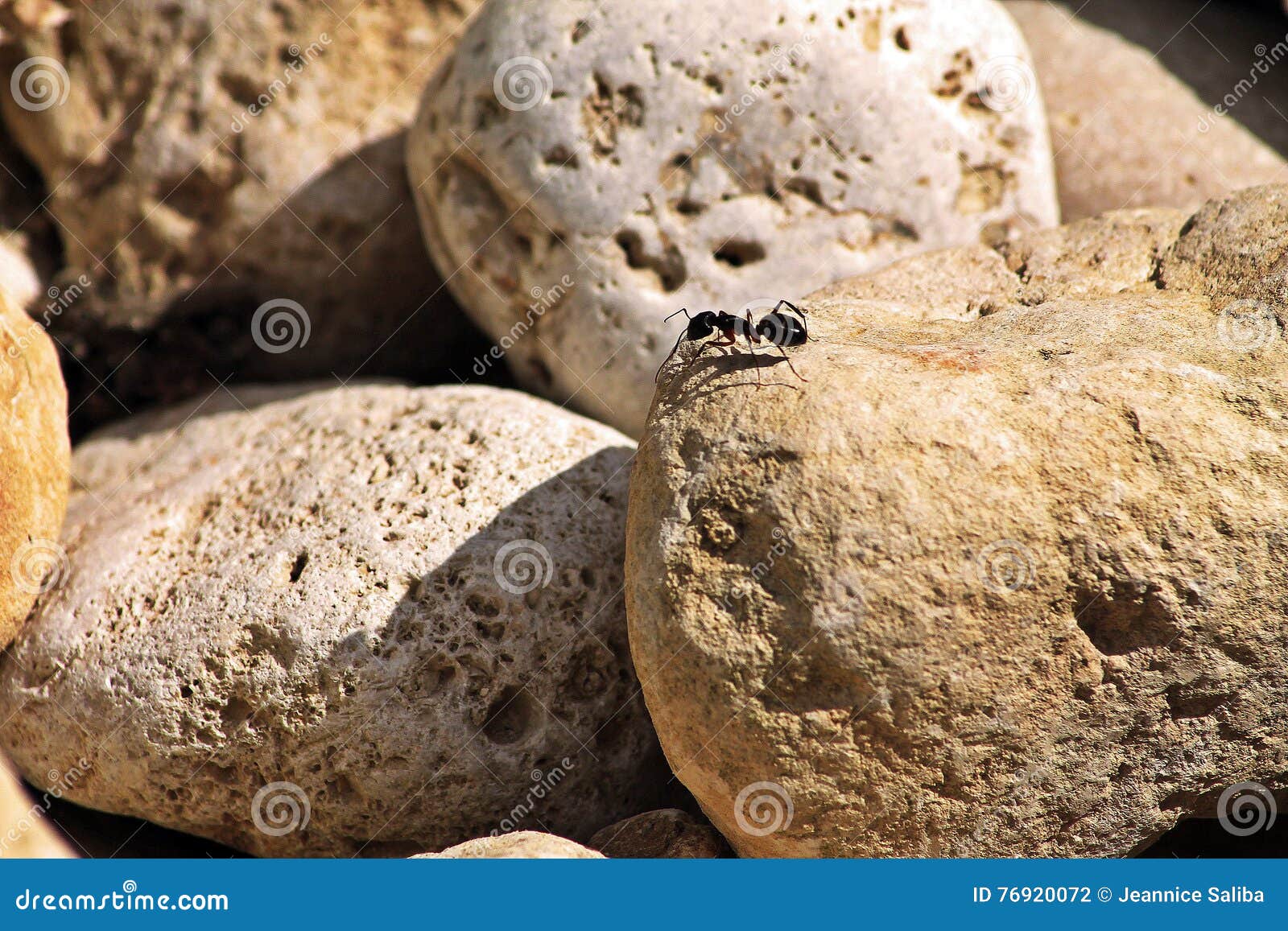 Ant on a Rock stock photo. Image of animals, wied, ghasri - 76920072
