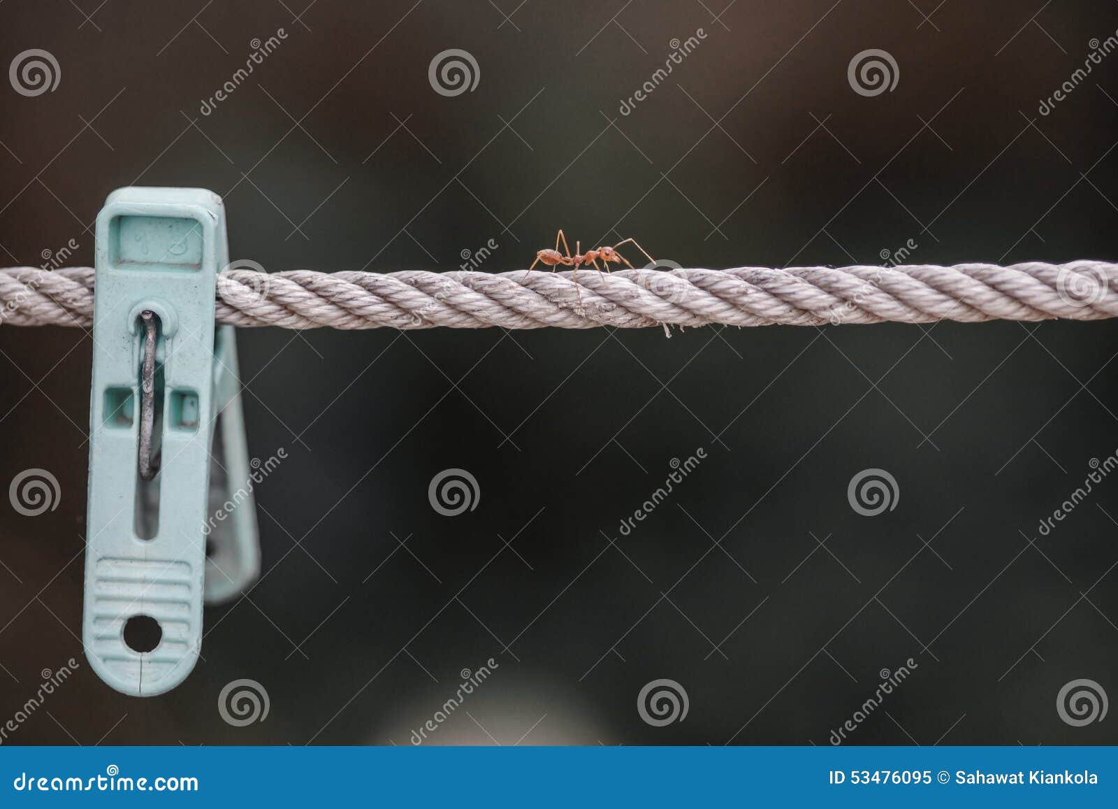 Ant on rope stock image. Image of connection, insect - 53476095