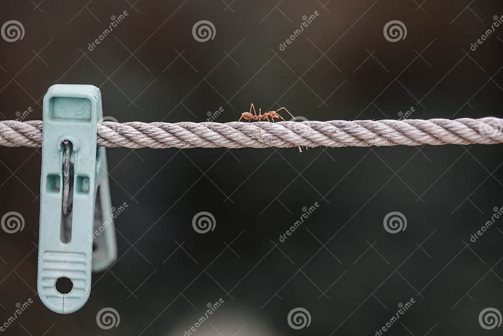 Ant on rope stock image. Image of connection, insect - 53476095