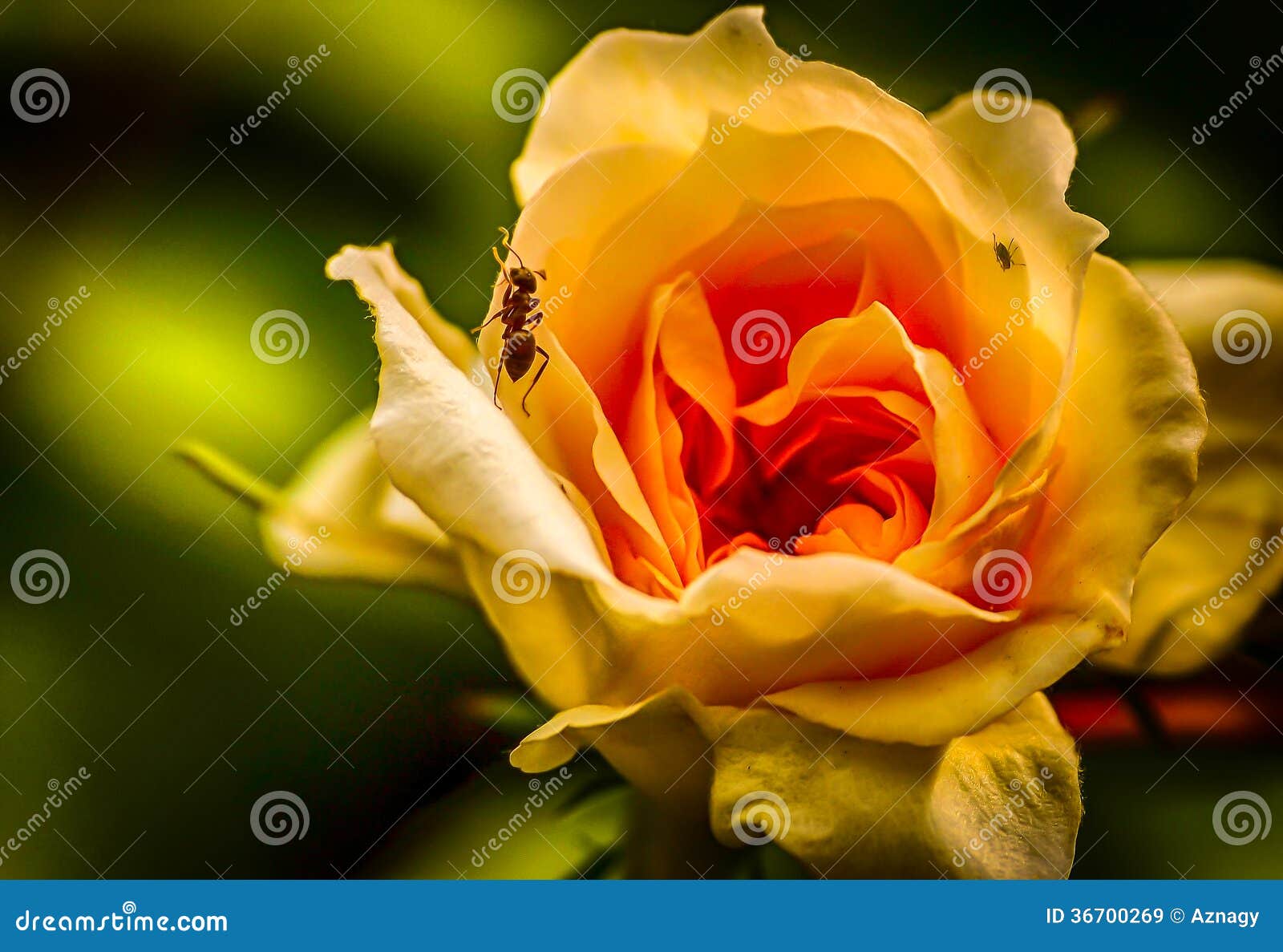 Ant on a rose stock image. Image of animals, ants, garden - 36700269