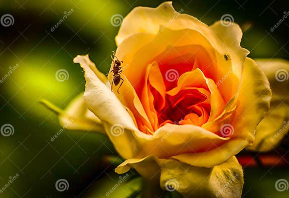 Ant on a rose stock image. Image of animals, ants, garden - 36700269