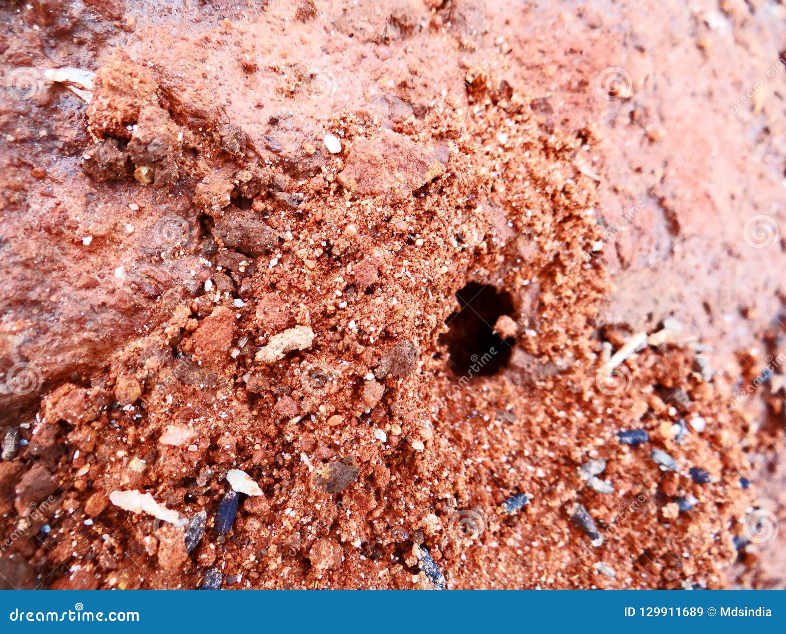 Ant`s burrow stock image. Image of colony, anthill, animal - 129911689