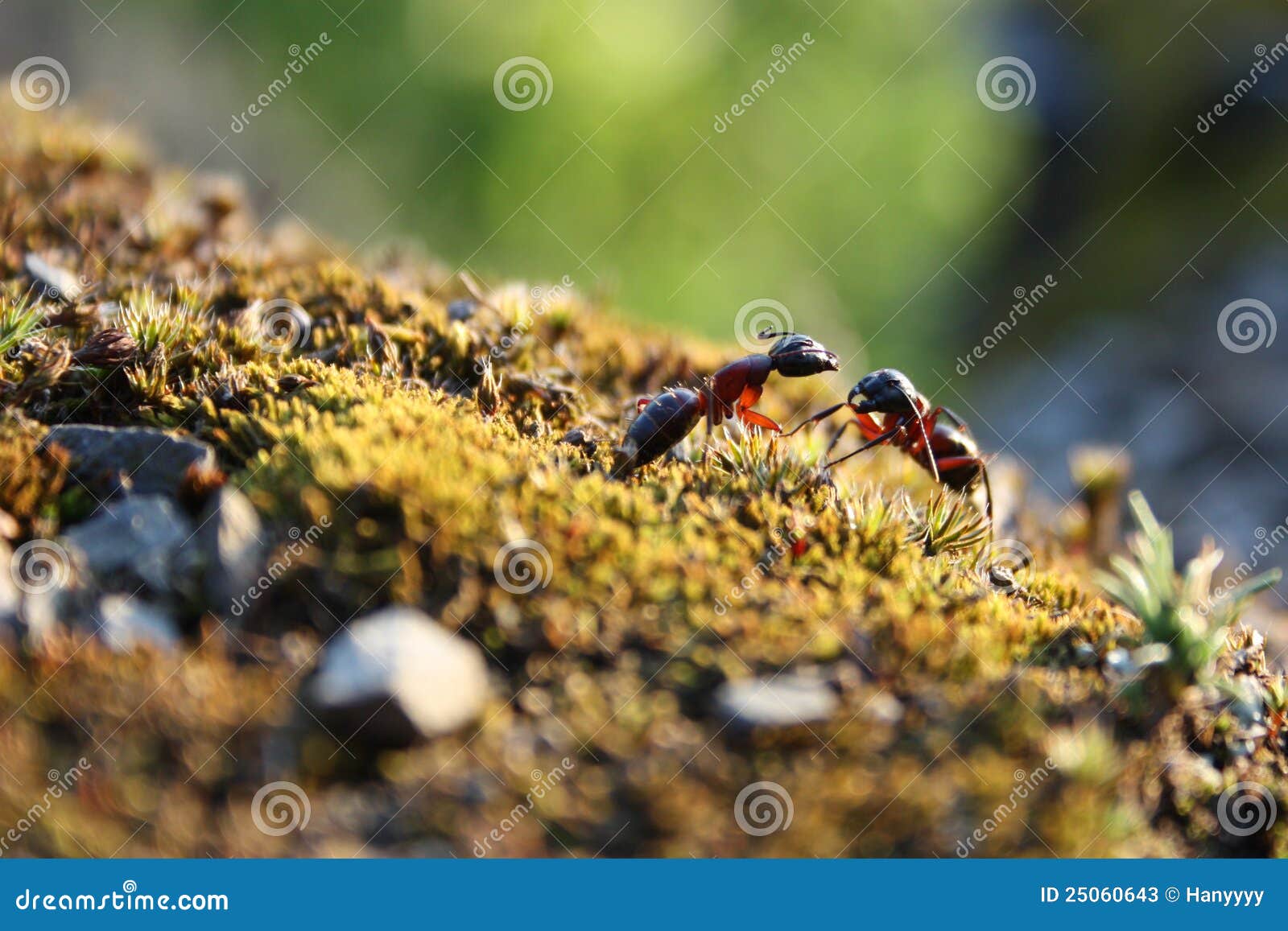 AntÂ´s fight stock image. Image of competition, fight - 25060643