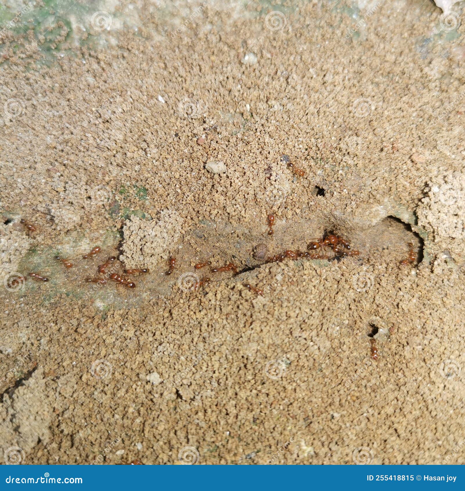 The ant& x27;s house stock image. Image of nests - 255418815