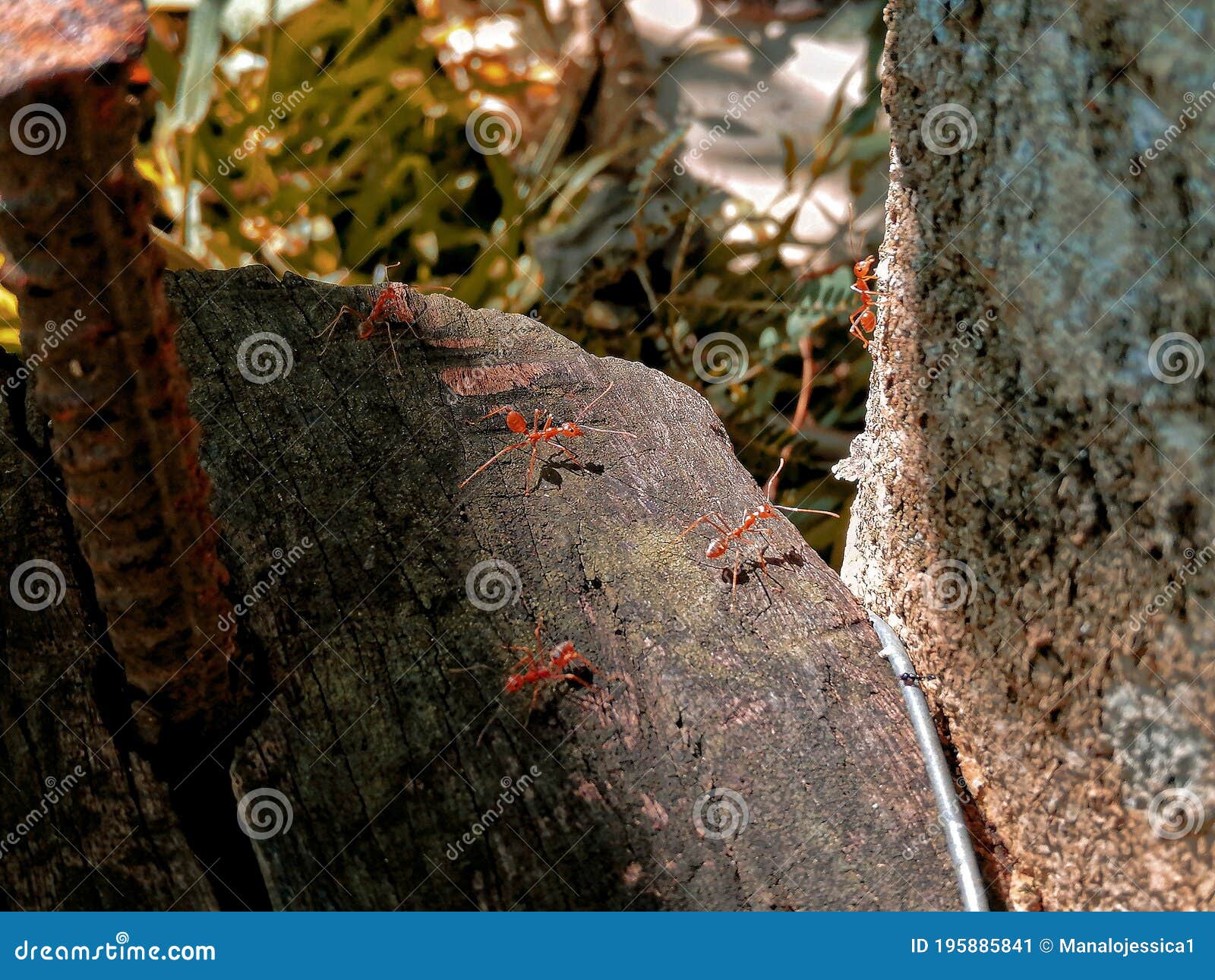 Red ants in search of food stock image. Image of encounter - 195885841