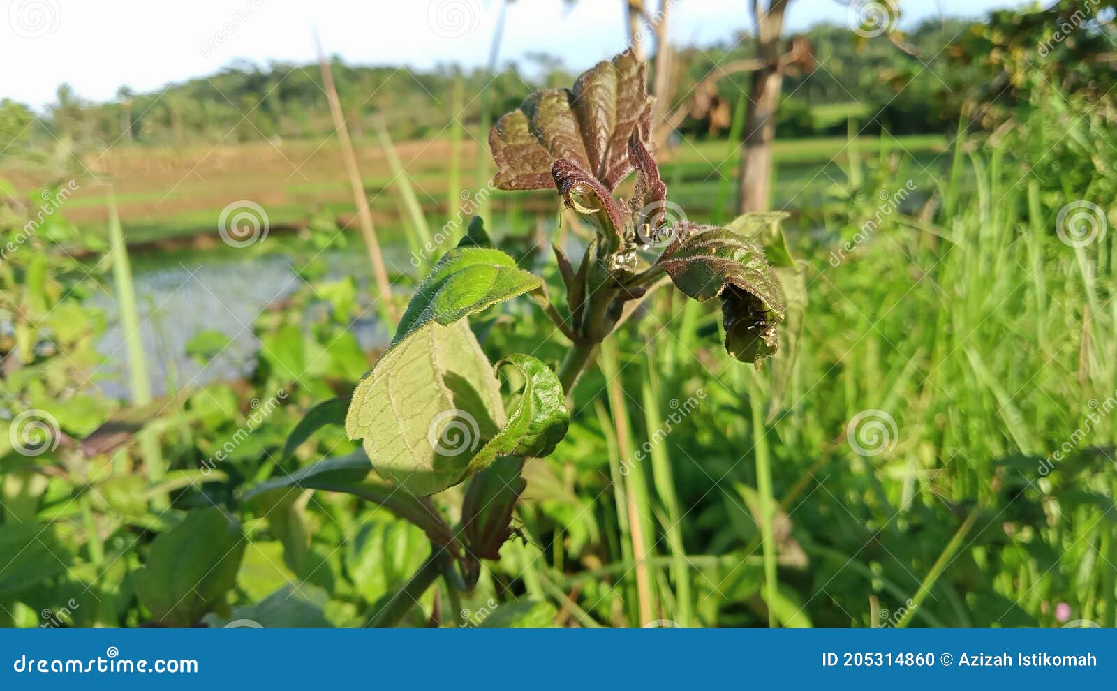 Ant& X27;s Life Struggle Stock Photo - Image of plant, prairie: 205314860
