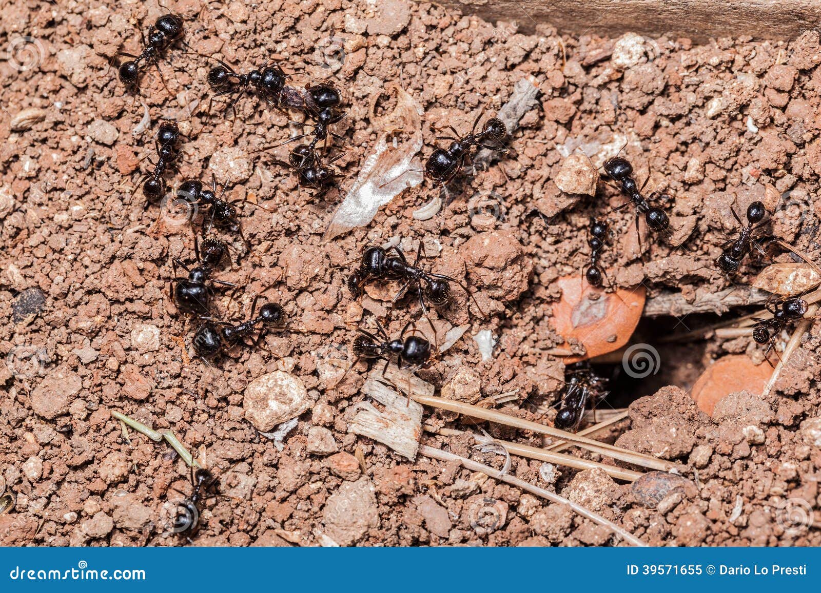 Ants teamwork stock image. Image of seed, closeup, community - 39571655