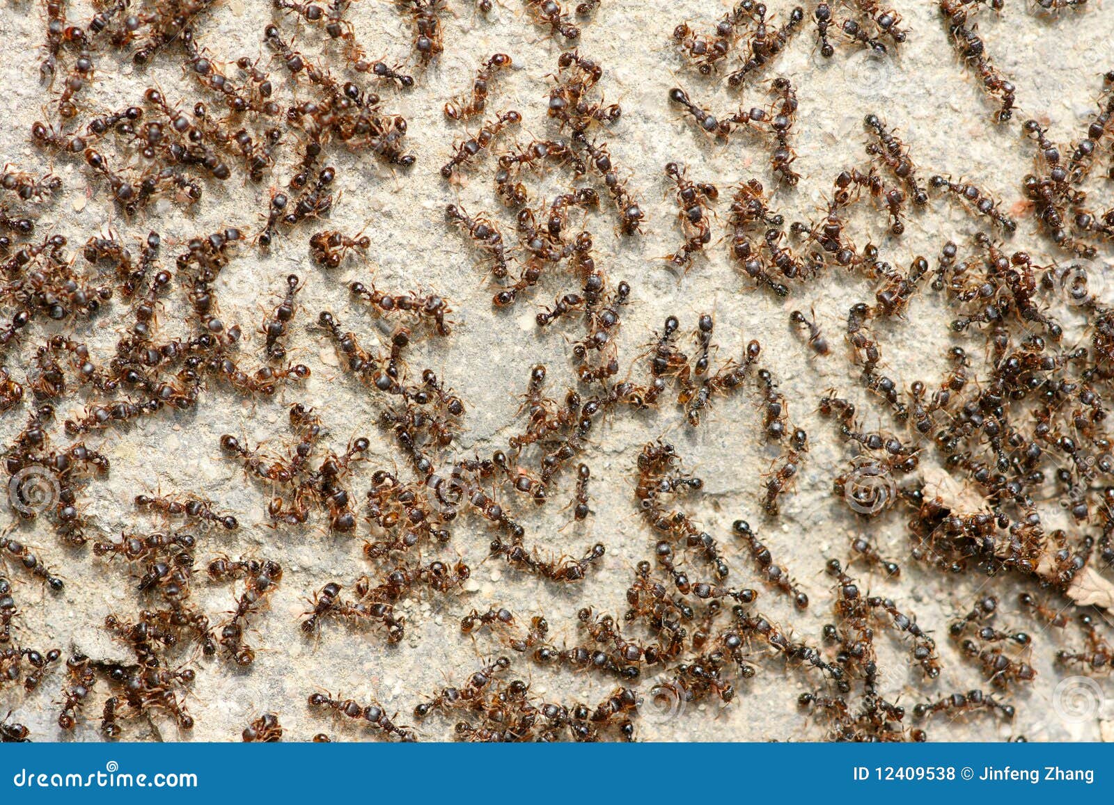 Ant s war stock photo. Image of army, black, group, battle - 12409538