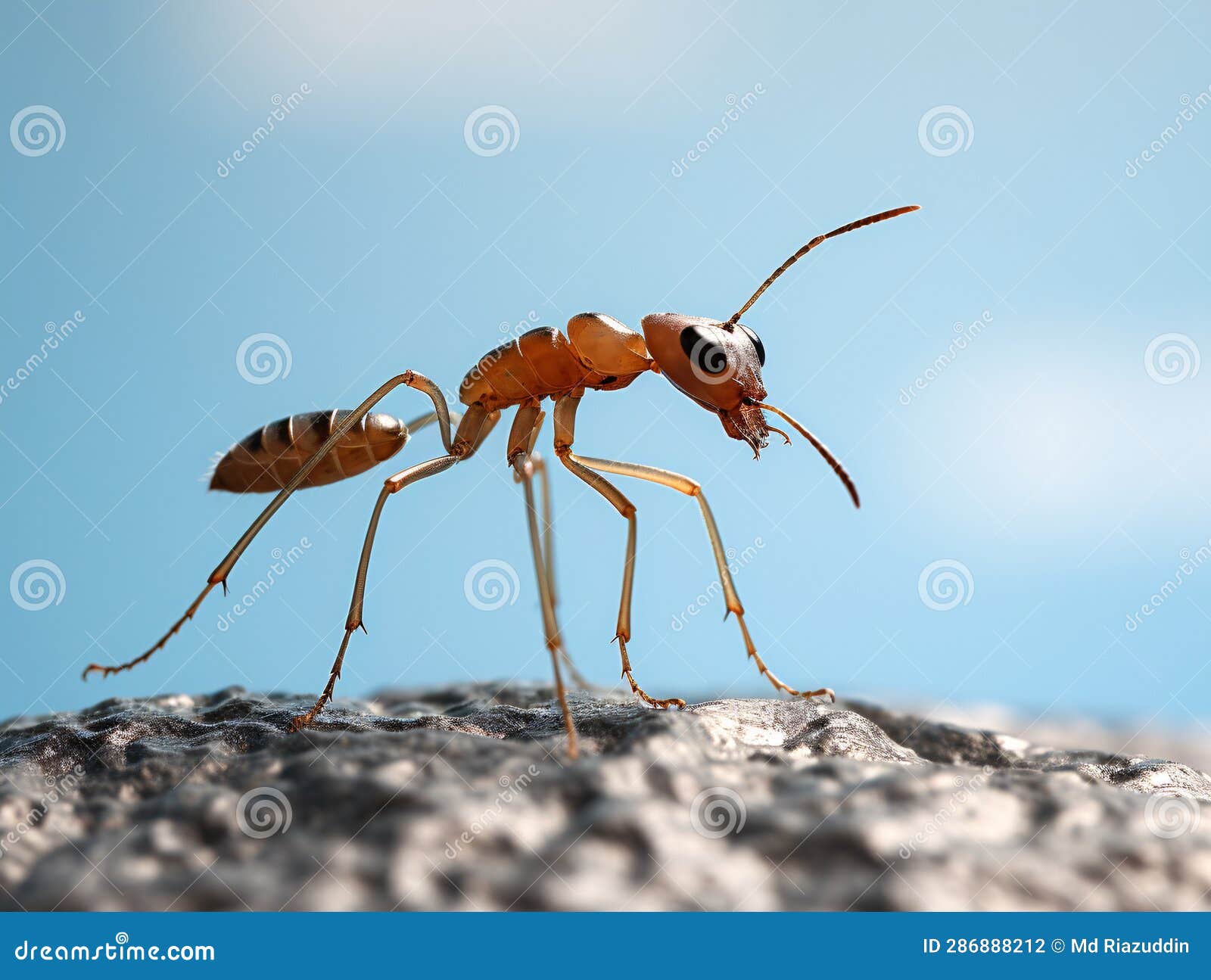 An Ant Saluting with a Flag Stock Illustration - Illustration of ...