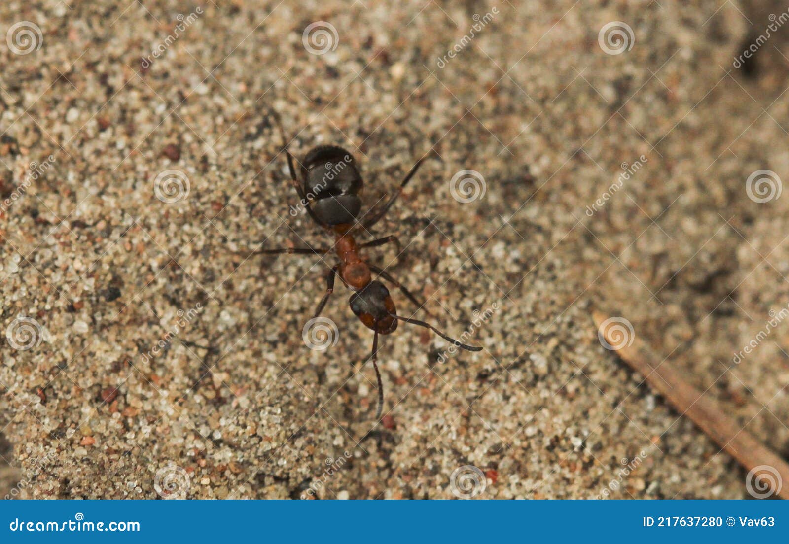 Ant stock photo. Image of fauna, environment, entomology - 217637280
