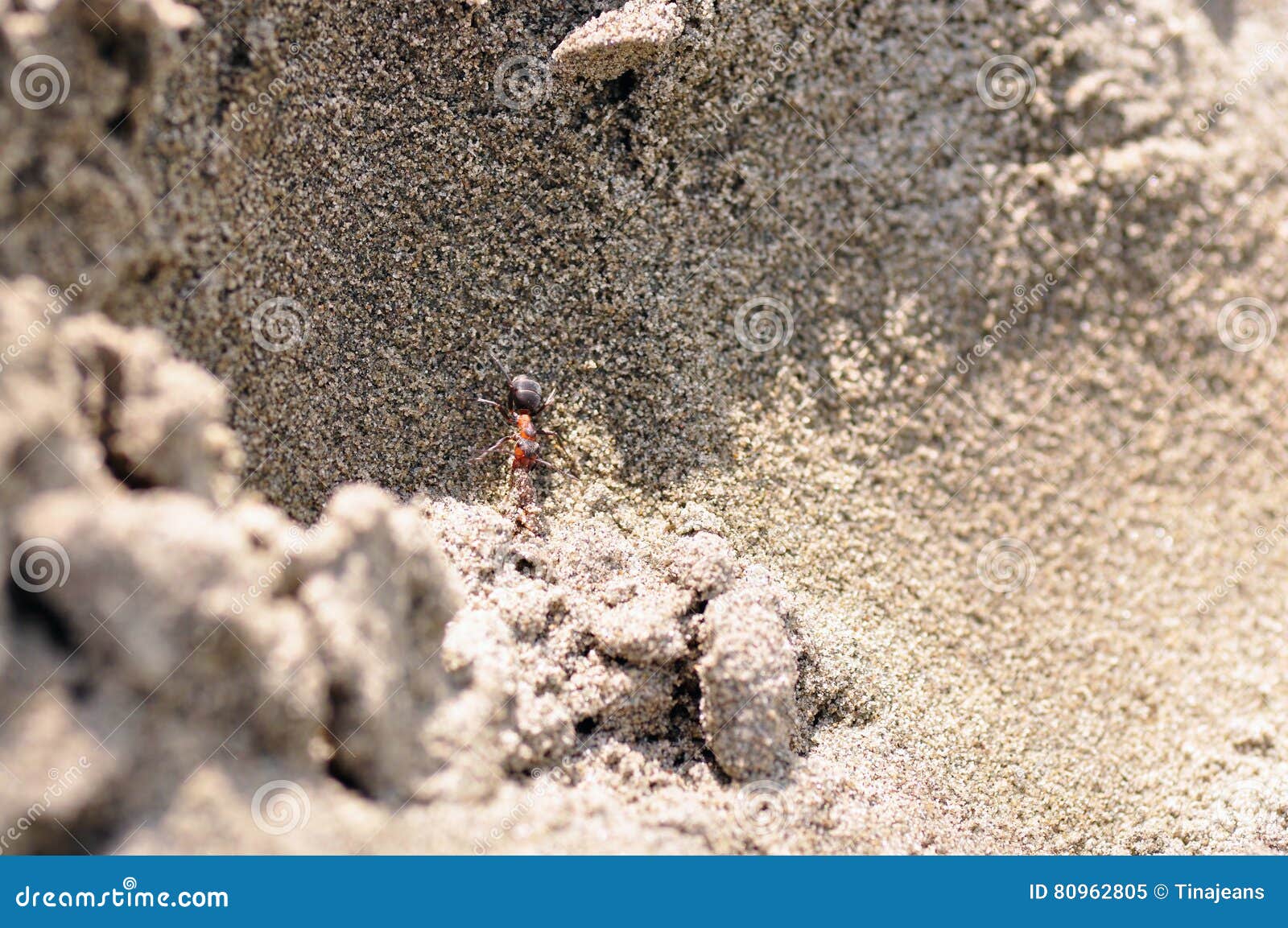 Ant on the sand. stock image. Image of alone, midst, predator - 80962805