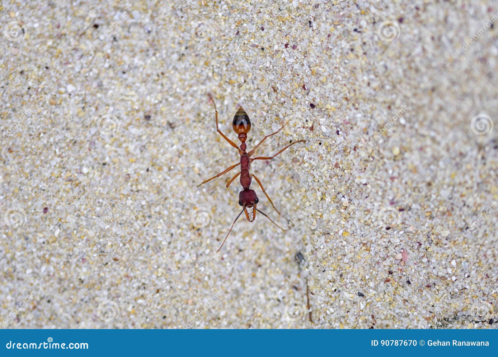 Ant on sand stock photo. Image of sand, beach, insects - 90787670