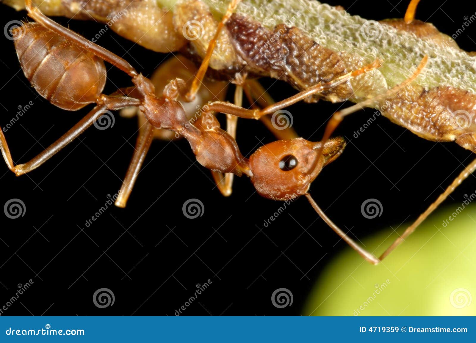 Ant and scale insects stock image. Image of ants, insect - 4719359
