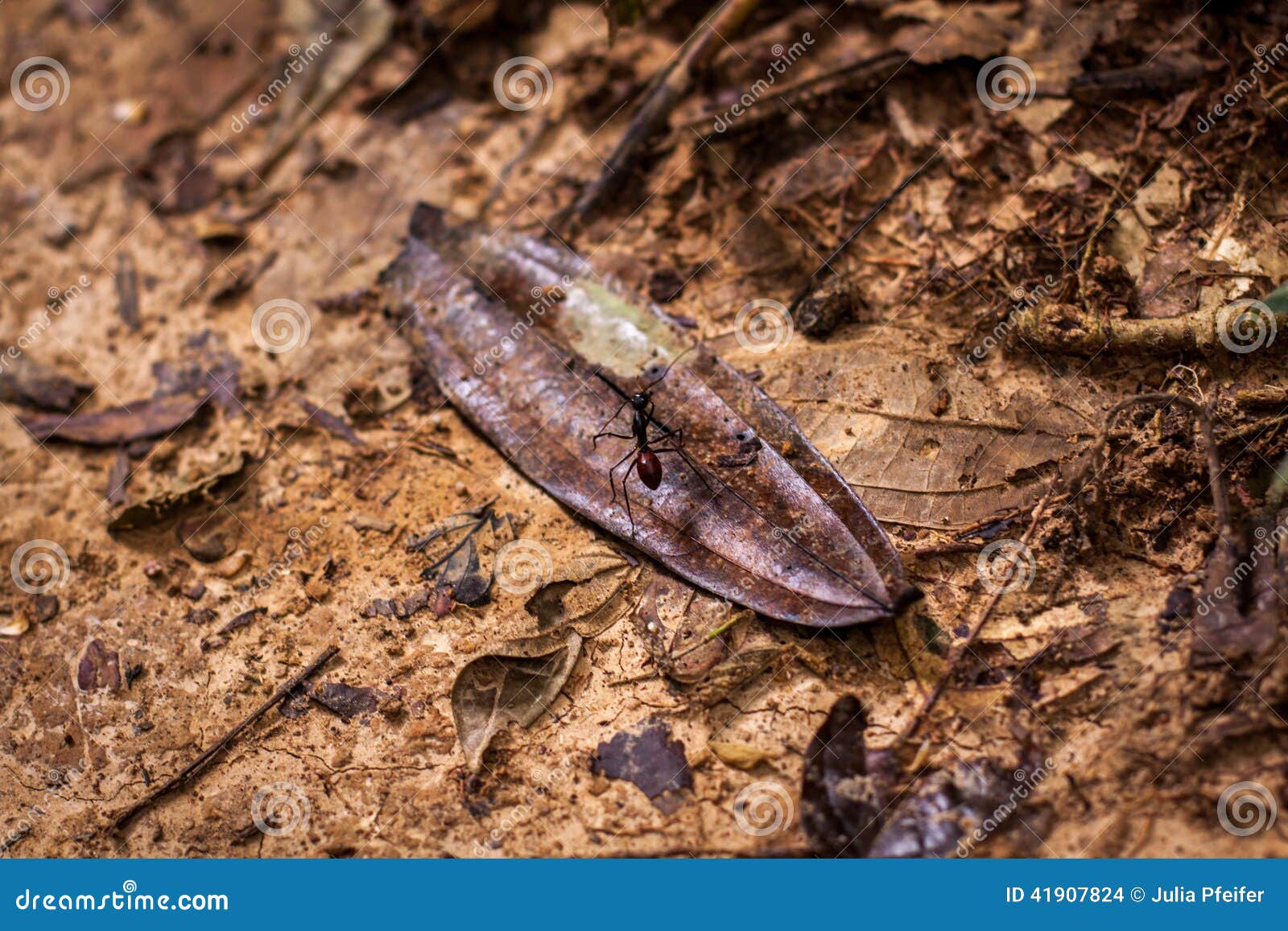 Ant on a seed pod stock photo. Image of small, hymenoptera - 41907824