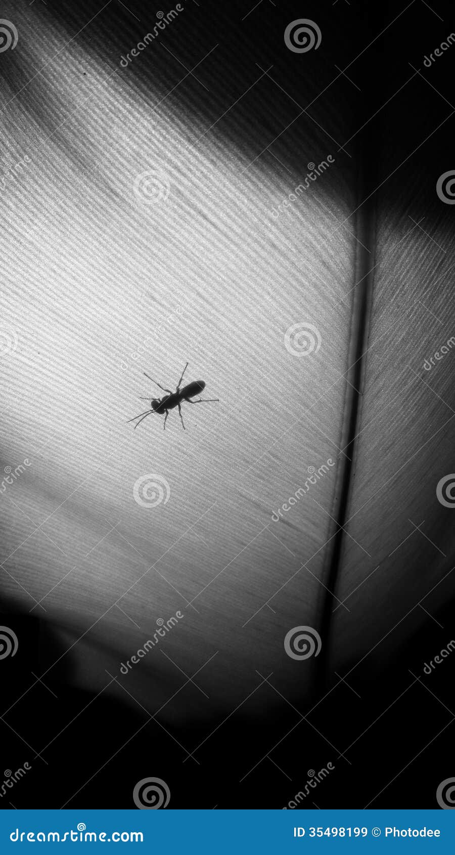 Ant shadow on leaf stock image. Image of forest, green - 35498199