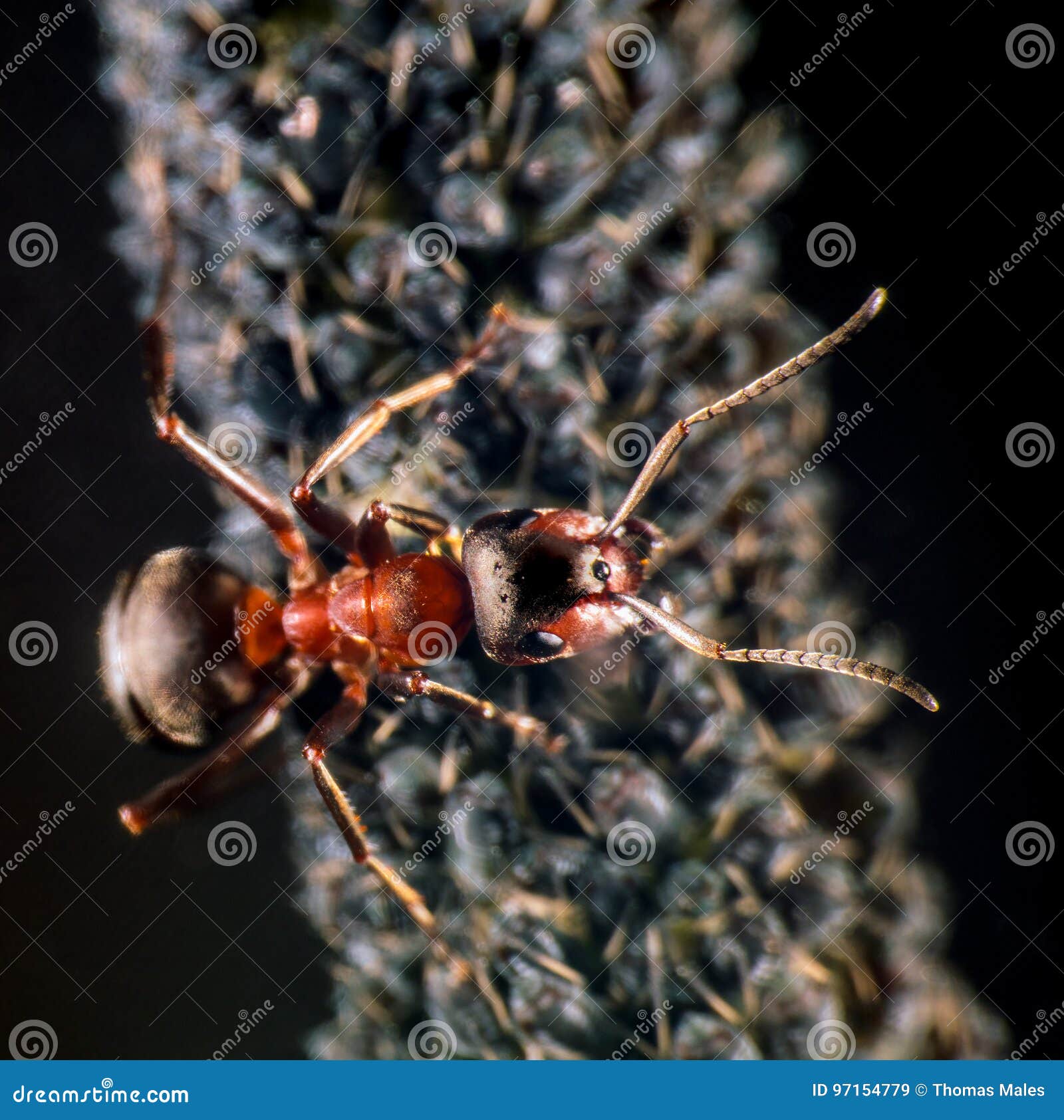 Ant and plant lice stock image. Image of aphidoidea, formica - 97154779