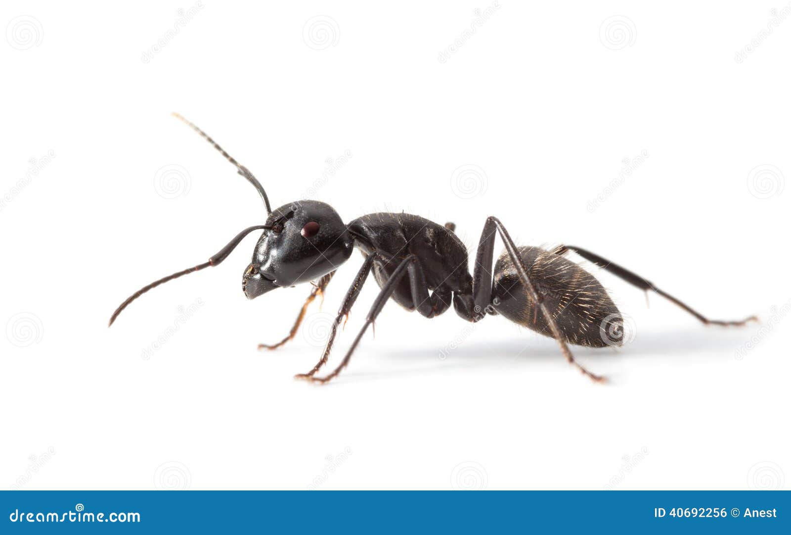 Ant side view stock photo. Image of isolated, antenna - 40692256