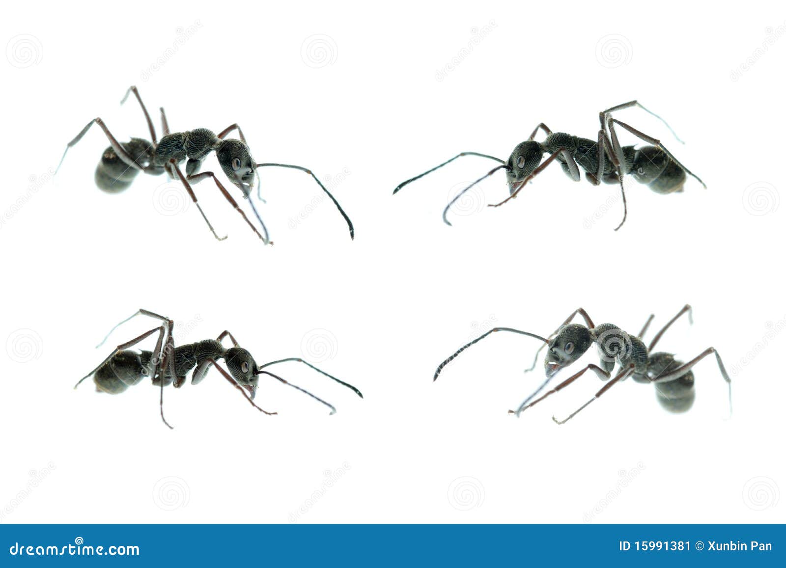 Ant side view set stock image. Image of carpenter, dangerous - 15991381