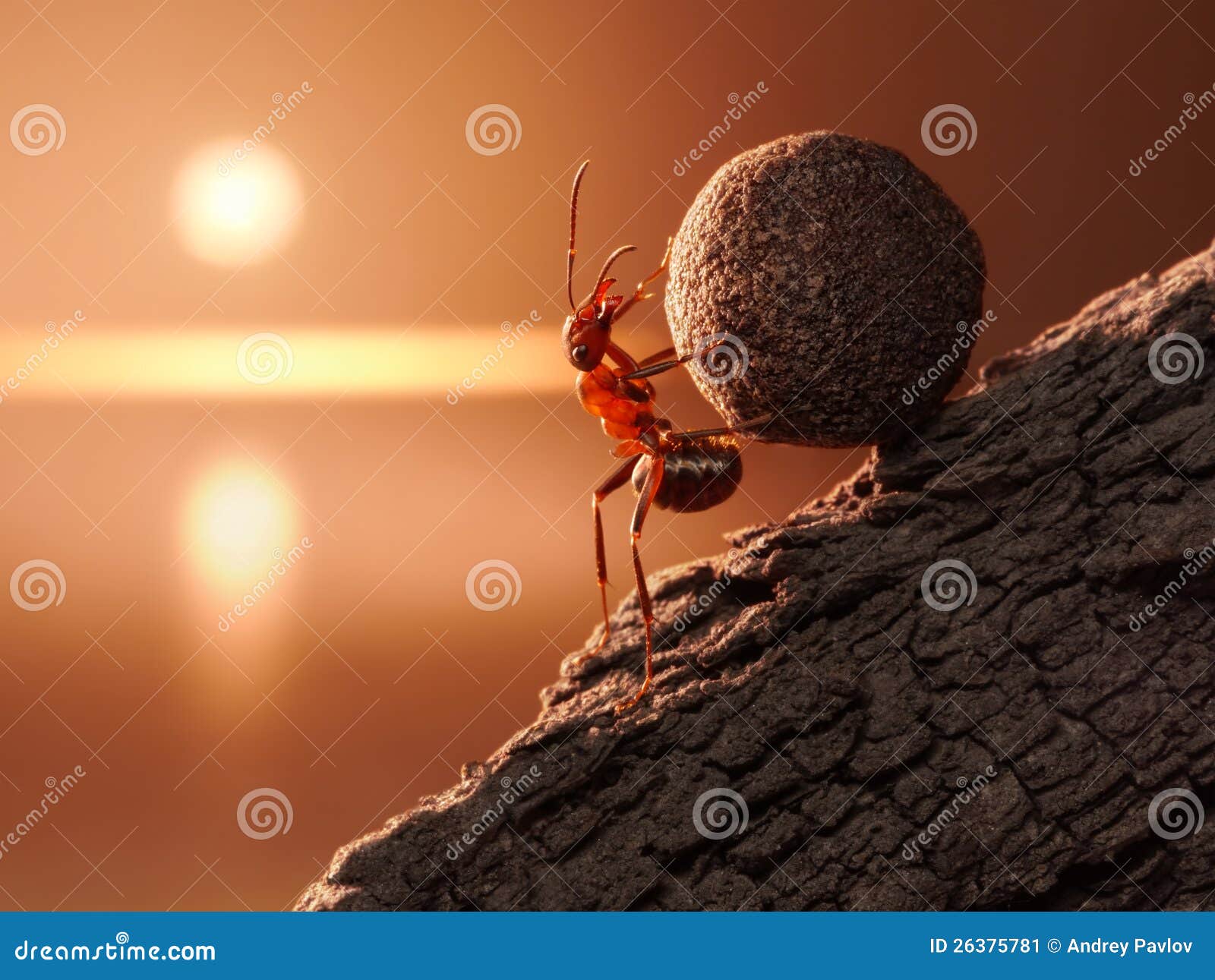 Ant Sisyphus Rolls Stone Uphill on Mountain Stock Image - Image of ...