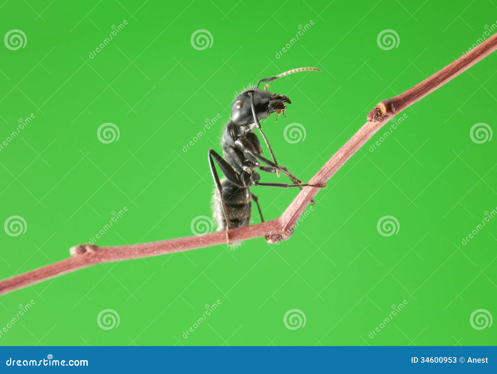 Ant sit on brunch stock image. Image of plant, single - 34600953