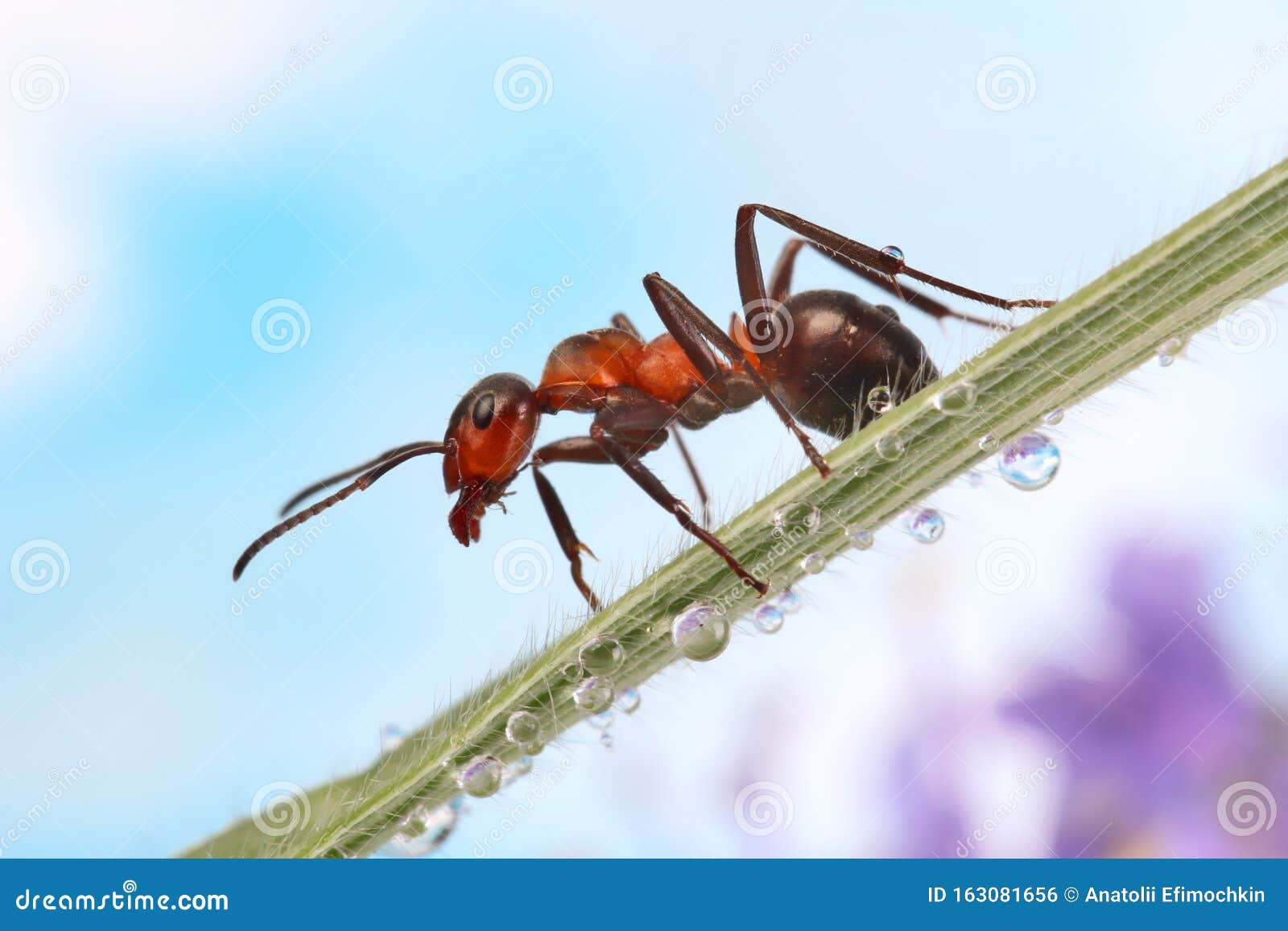 Ant Sits on a Blade of Grass Covered with Drops of Dew. Stock Photo ...