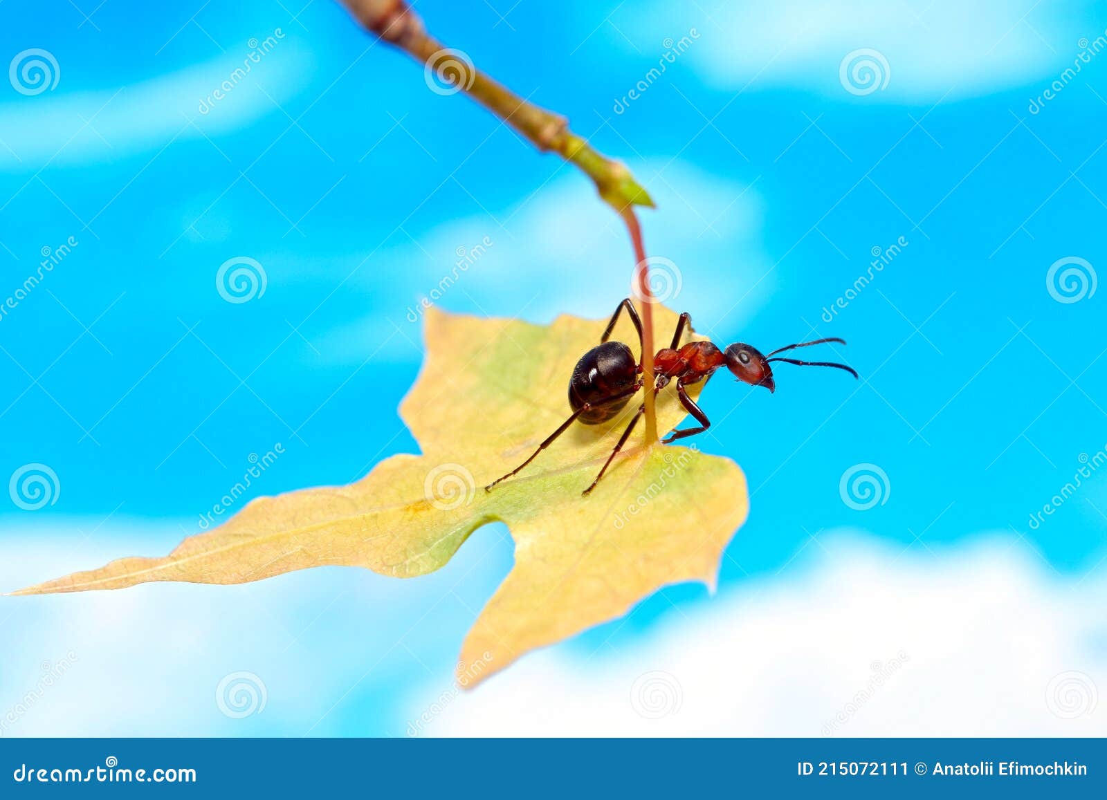 An Ant Sits on a Small Maple Leaf. Stock Image - Image of still, insect ...