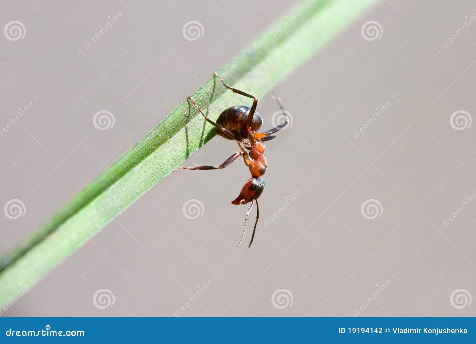 Ant sitting on a blade stock photo. Image of magnification - 19194142