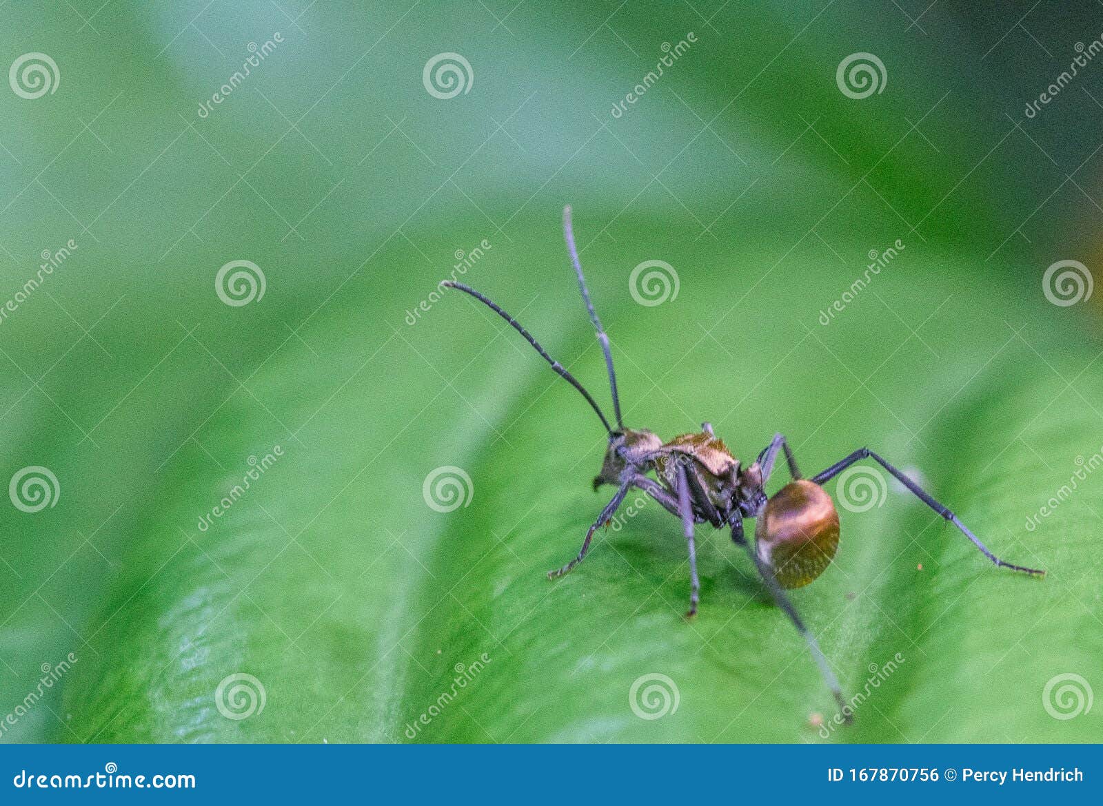 Ant is Sitting on a Green Leaf Stock Photo - Image of bush, island ...