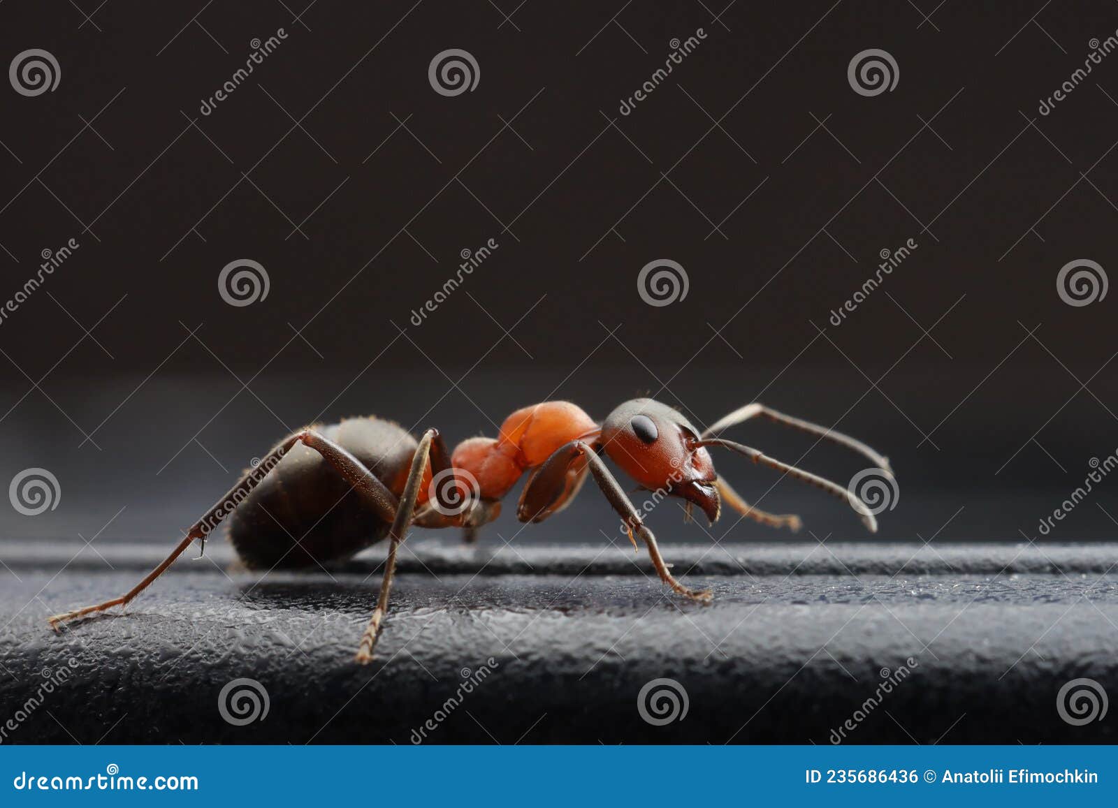 The Ant is Sitting on a Plastic Part. Stock Photo - Image of macro ...