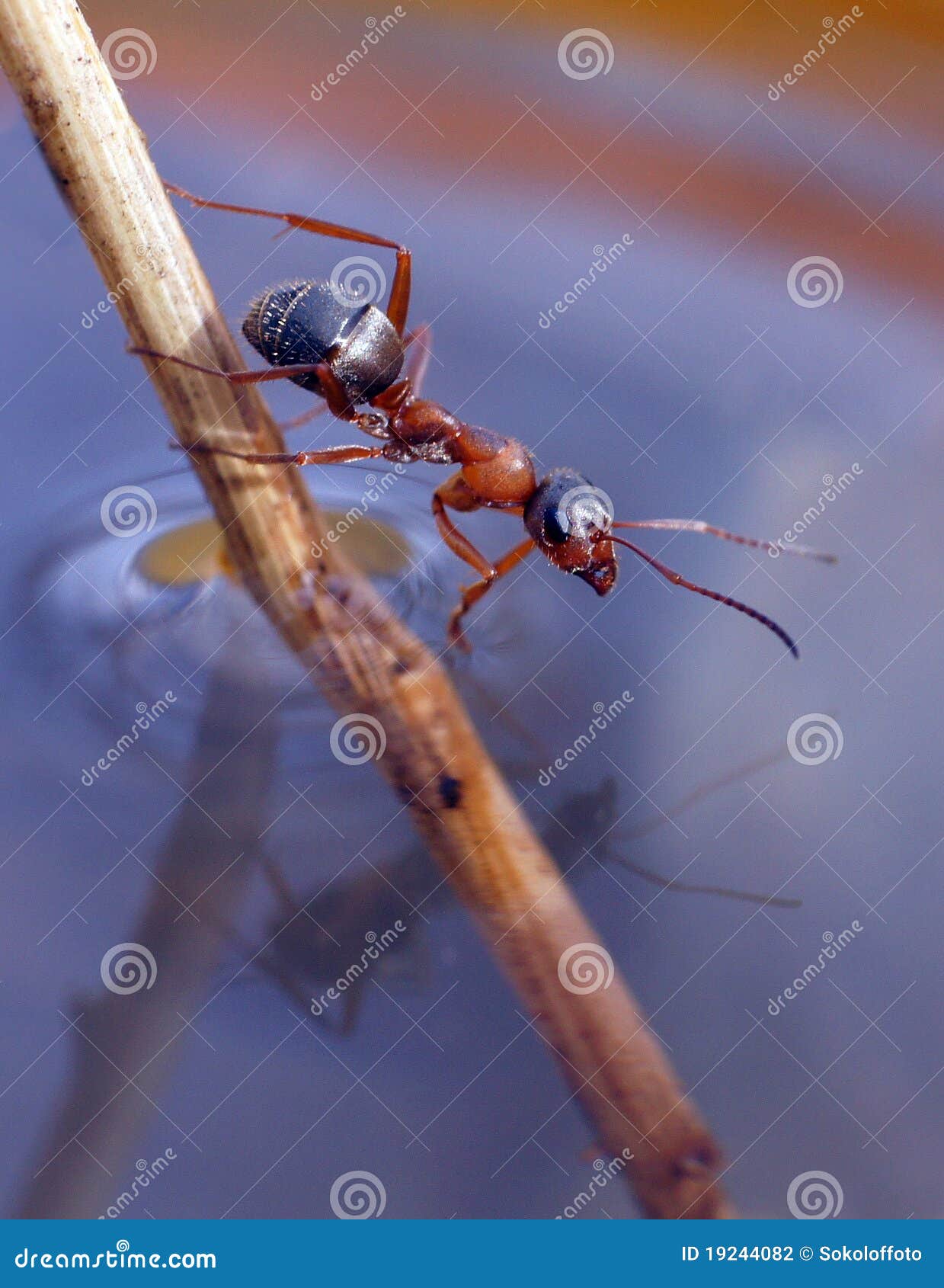 Ant sitting on a straw stock photo. Image of straw, sits - 19244082