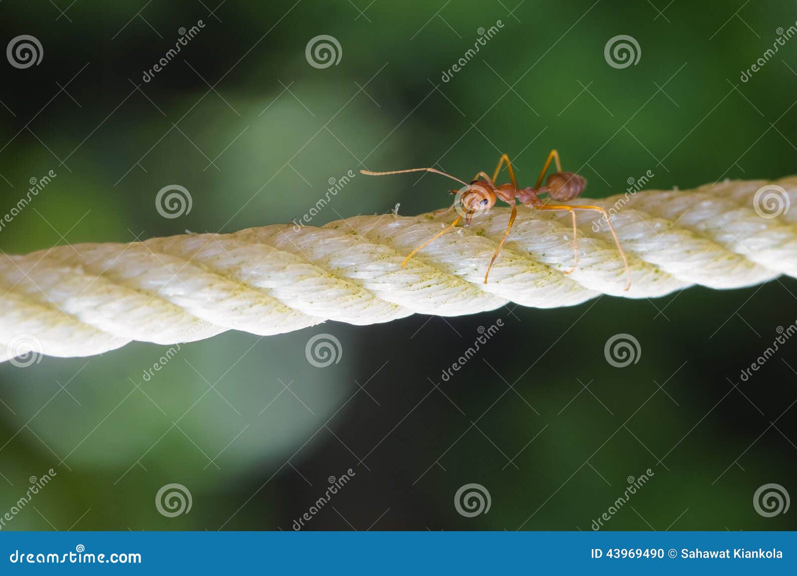 The ant stock photo. Image of insect, plant, ants, closeup - 43969490