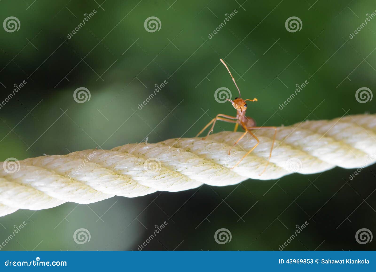 The ant stock image. Image of ants, rope, detail, wildlife - 43969853