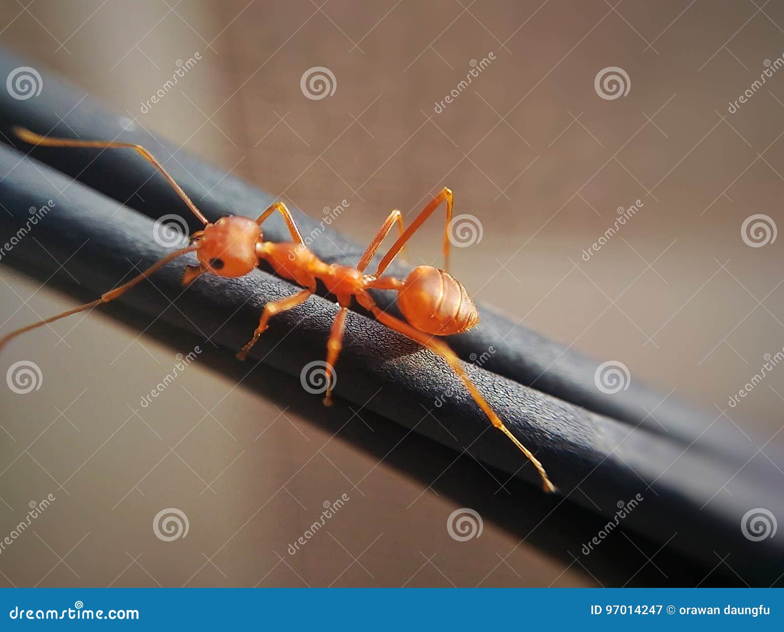 TheÂ ant stock image. Image of regions, invertebrate - 97014247