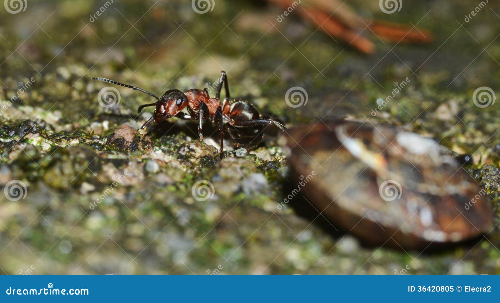 Ant and snail stock image. Image of autumn, animals, macro - 36420805