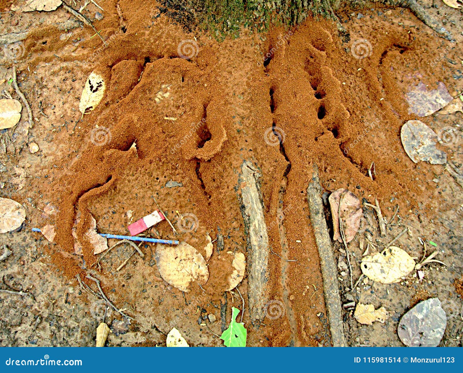 Ant house stock photo. Image of texture, wood, fabric - 115981514