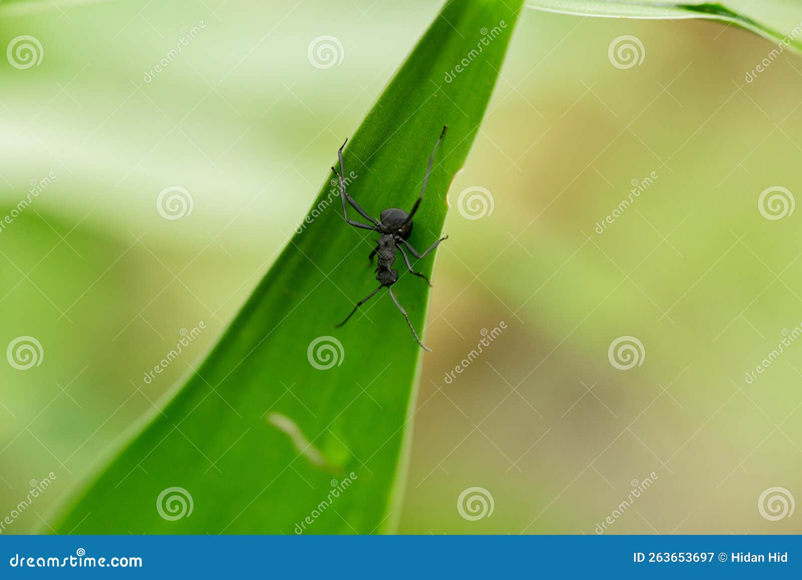 An Ant Soldier Walking on a Leaf Stock Image - Image of warm, plant ...