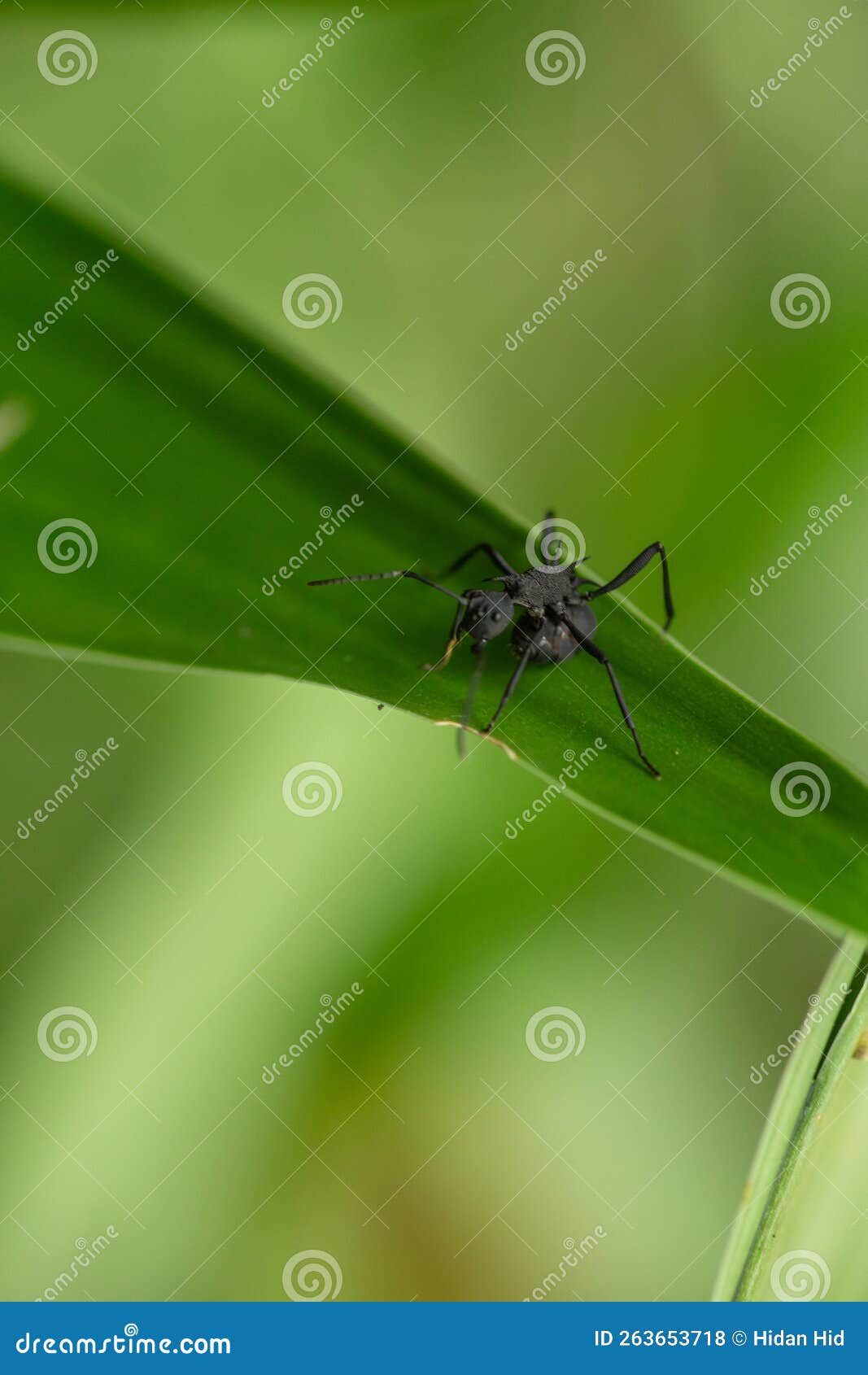 An Ant Soldier Walking on a Leaf Stock Photo - Image of decomposing ...