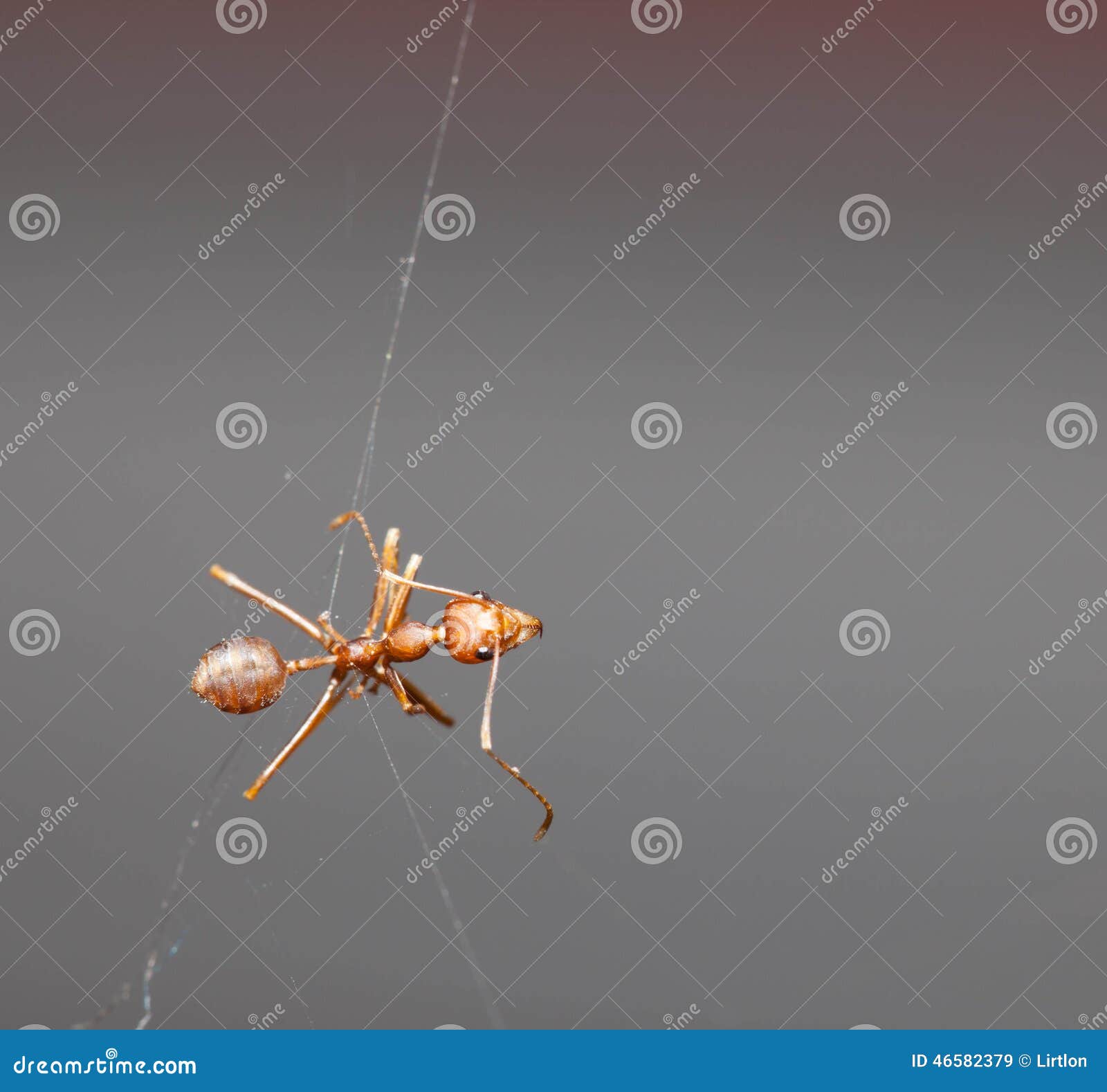 Ant on the spider web stock image. Image of life, carcasses - 46582379