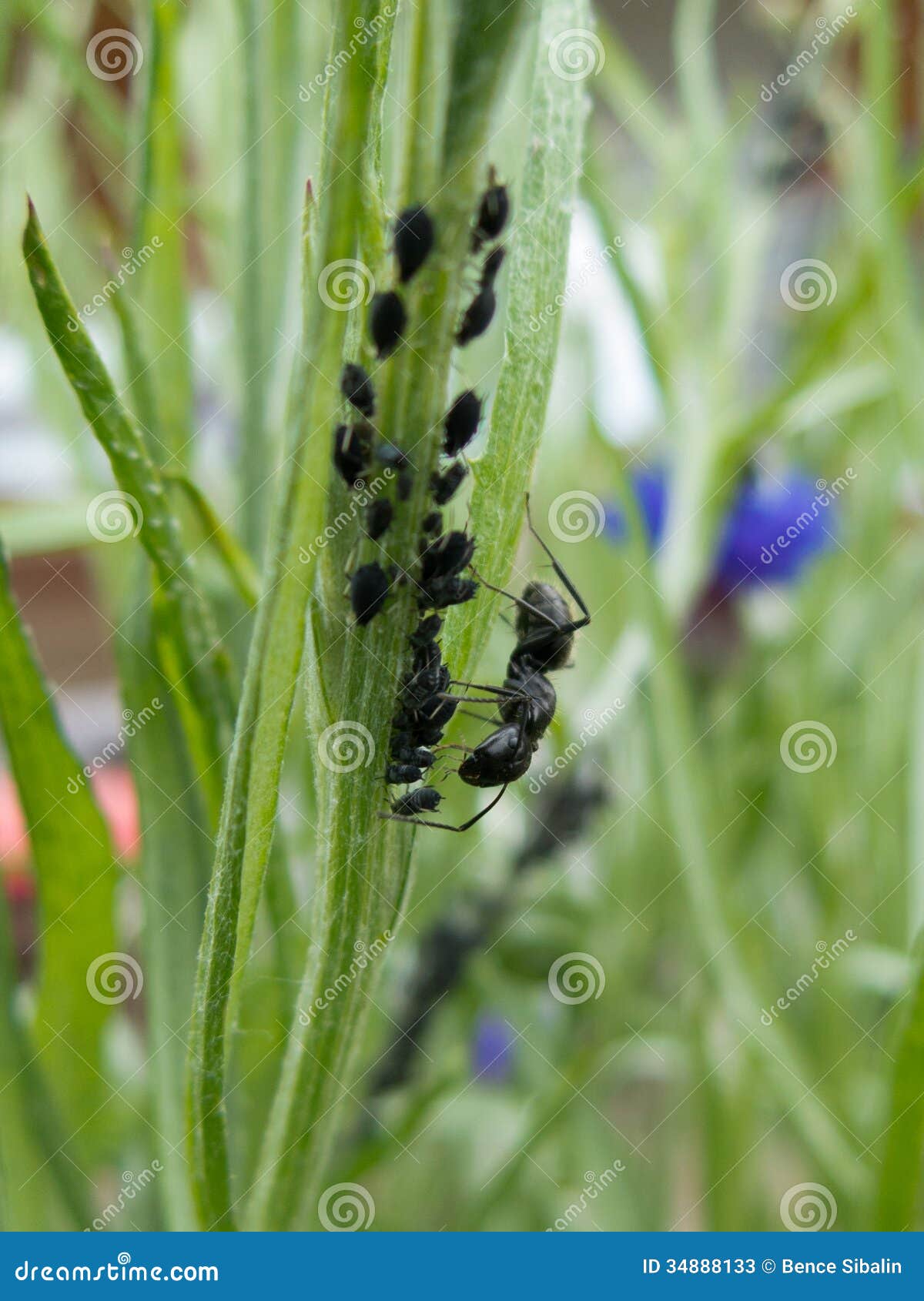 Ant standing on grass stock image. Image of arthropoda - 34888133
