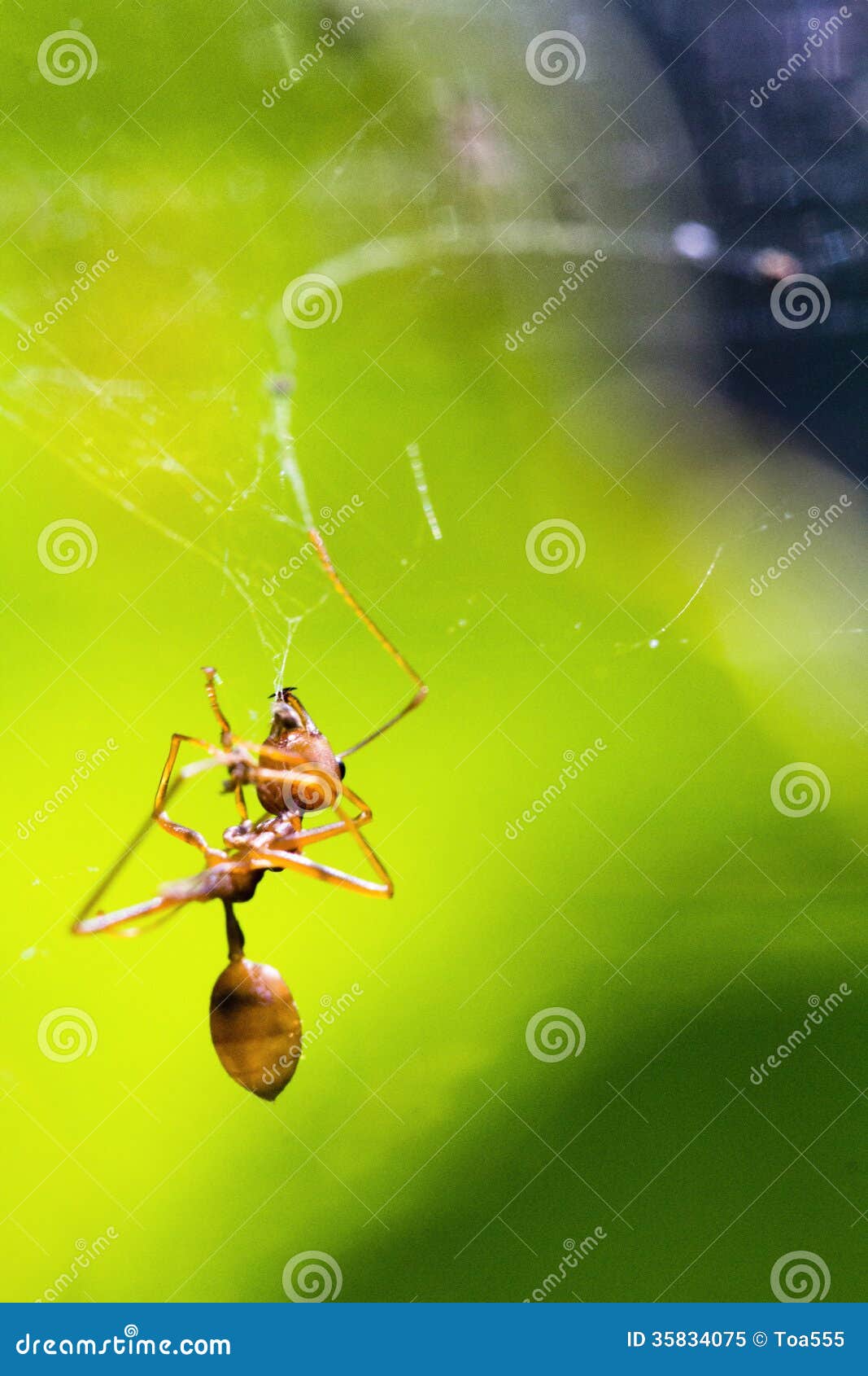 Ant stuck in spider web stock image. Image of animal - 35834075