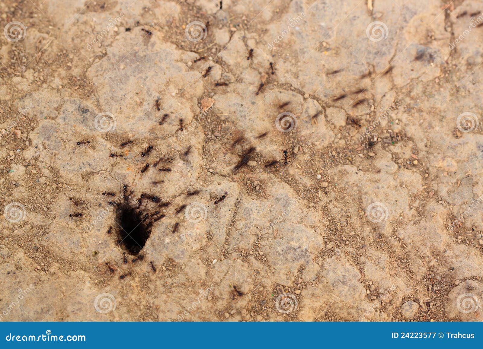 Ant,the Symbol of Diligent and Save Stock Image - Image of creature ...