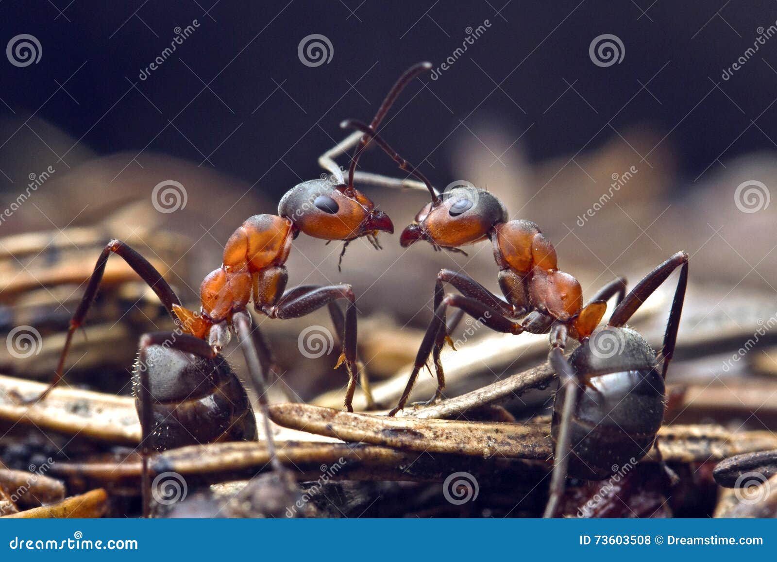 Ant talk stock photo. Image of talking, talk, animals - 73603508