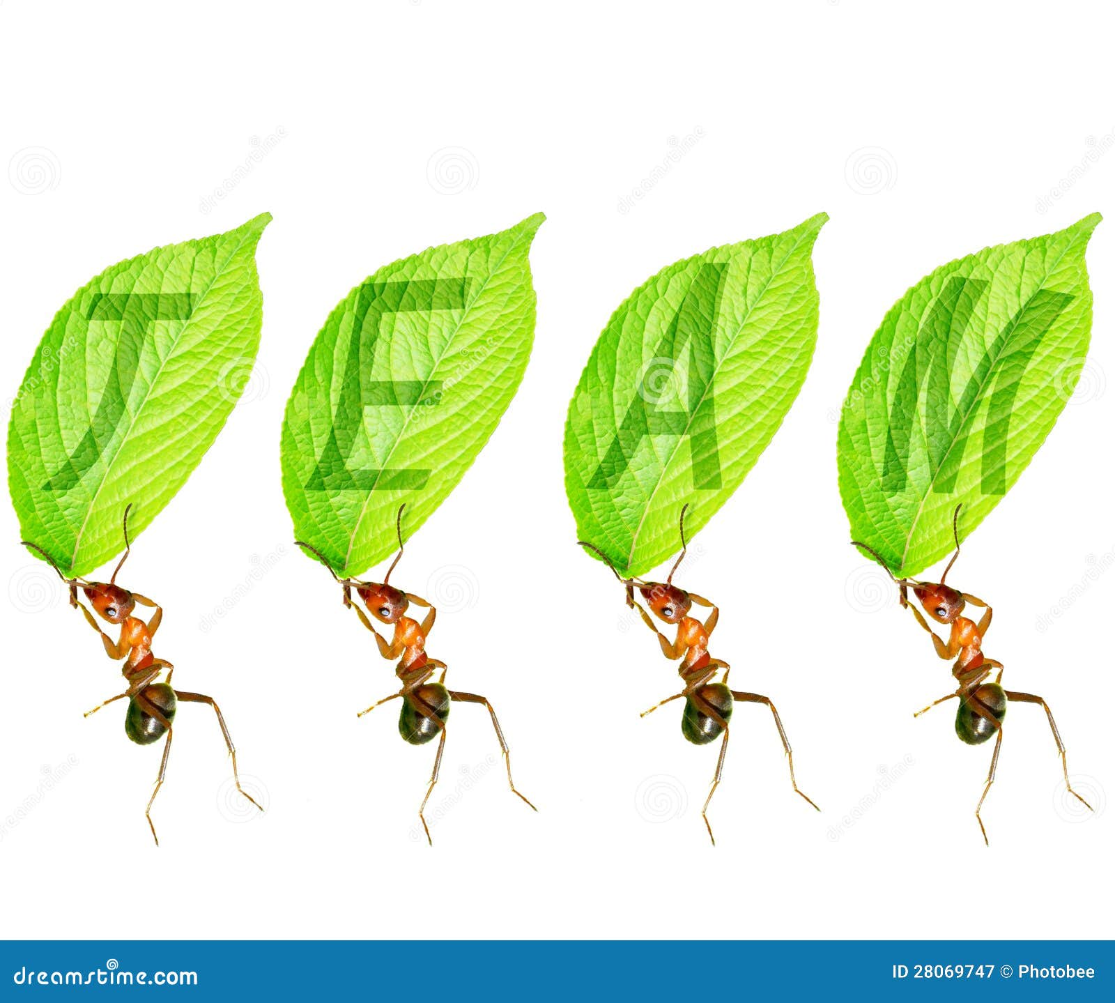 Ant Team Stock Image | CartoonDealer.com #28069747