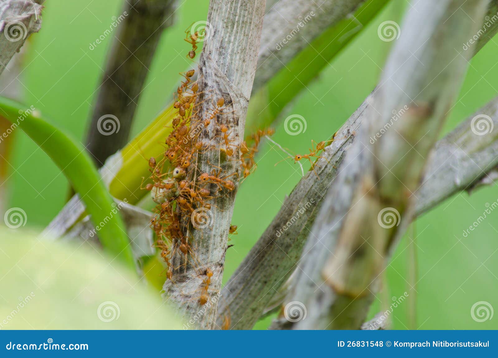 Ant teamwork stock photo. Image of insects, wood, workers - 26831548